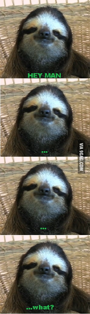 Stoned sloth is stoned - 9GAG