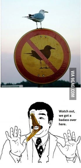 Badass Seagull! - 9GAG