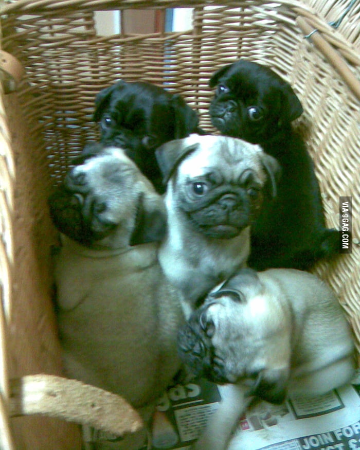 Having a bad day? Look at my basket of pugs :) - 9GAG