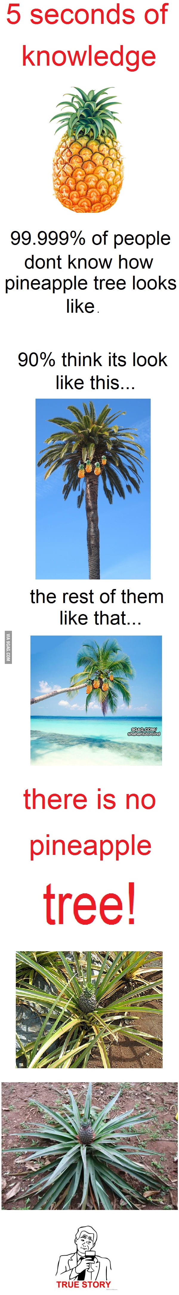 The Pineapple Story - 9GAG