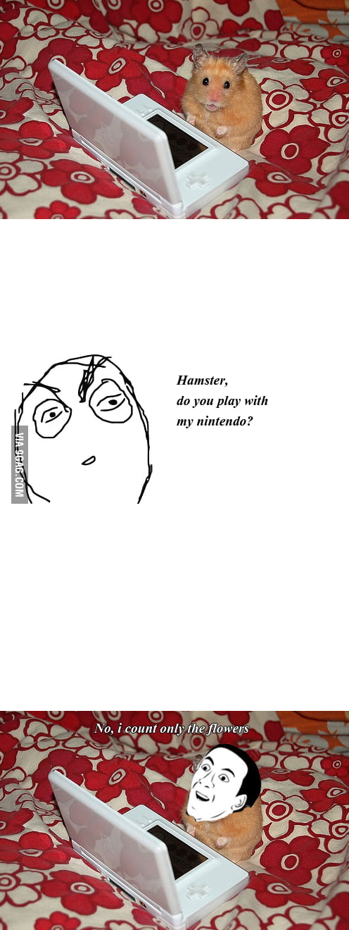 What are you doing...Hamster? - 9GAG
