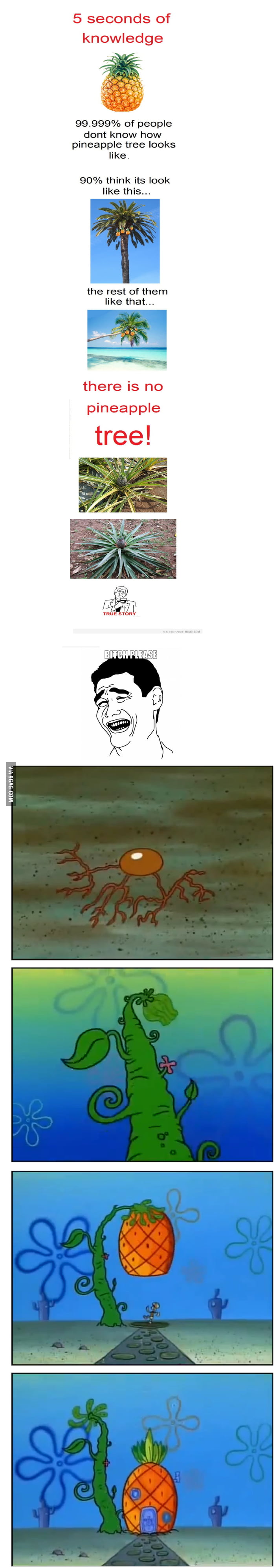Spongebob logic - 9GAG