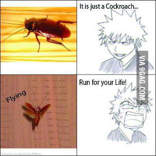 The curse of the flying cockroach - 9GAG