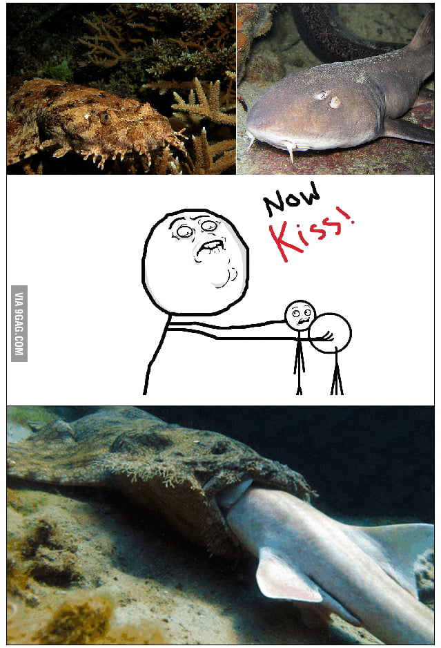 Shark kiss - 9GAG