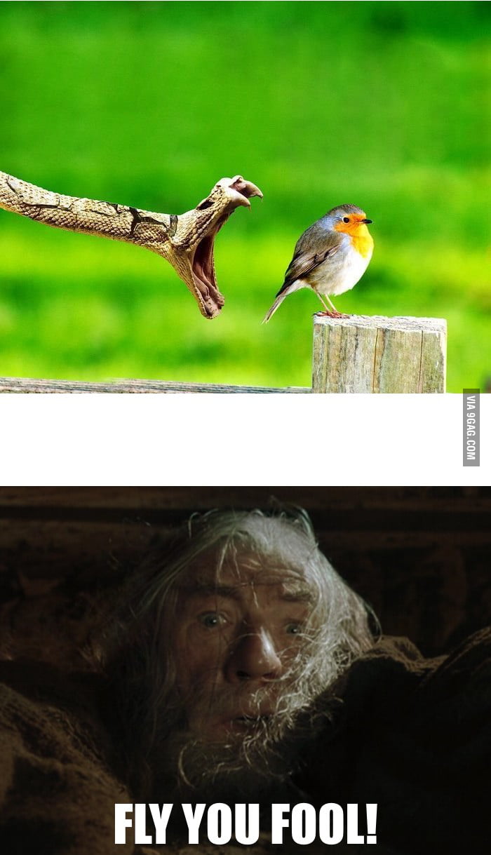Fly you fool! - 9GAG