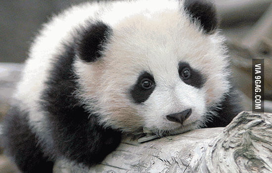 Poor panda :( - 9GAG