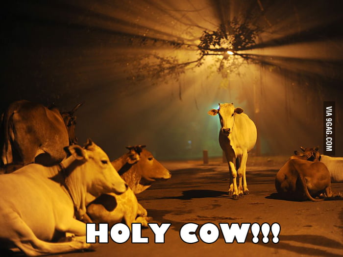 Jesus Cow - 9GAG