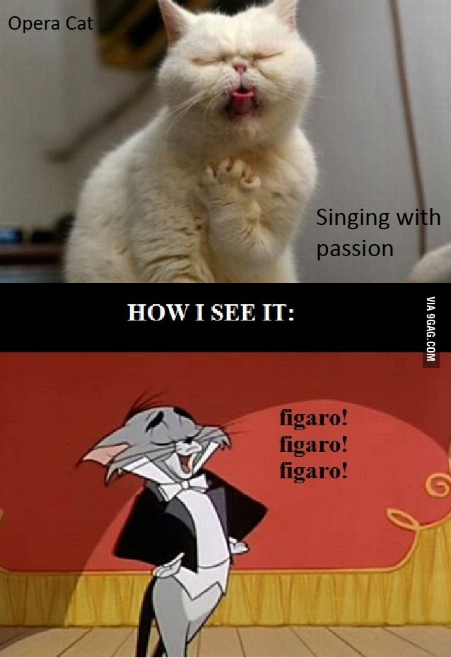 How I see the opera cat - 9GAG