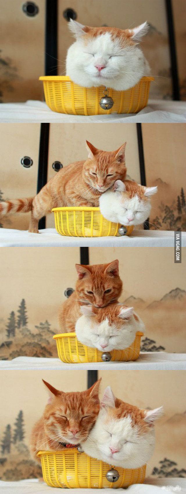 Cats? Here you go - 9GAG