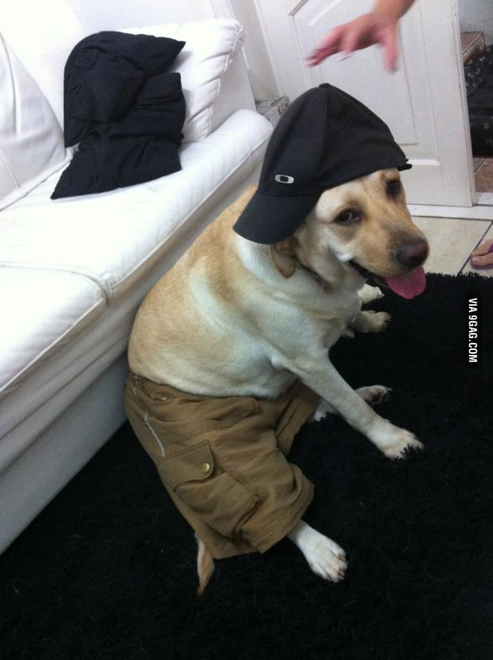 My female dog enjoys rap - 9GAG