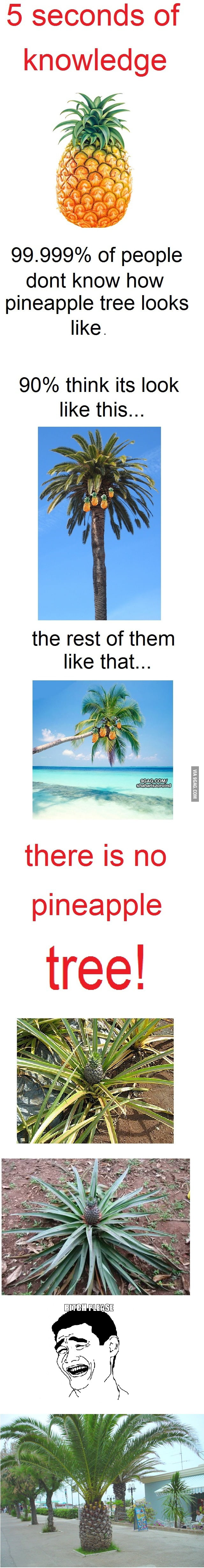 The Pineapple Story [Fixed] - 9GAG