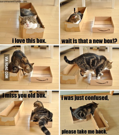 Cheating cat! - 9GAG