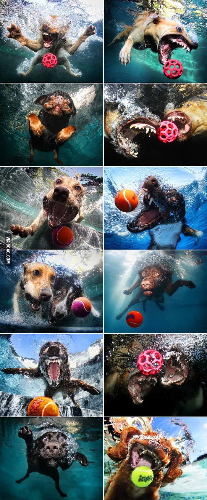 Underwater dogs - 9GAG