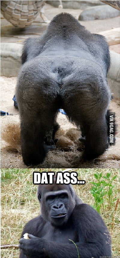 Horny gorilla is horny. - 9GAG