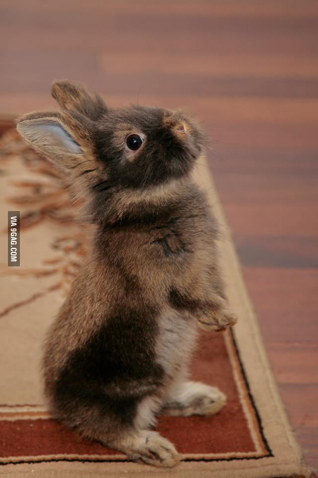 Dramatic Look Bunny! - 9GAG