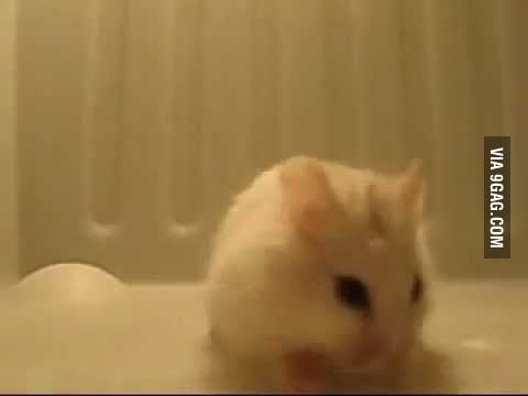 Backflipping Hamster (Invisible Hamster Wheel) - 9GAG