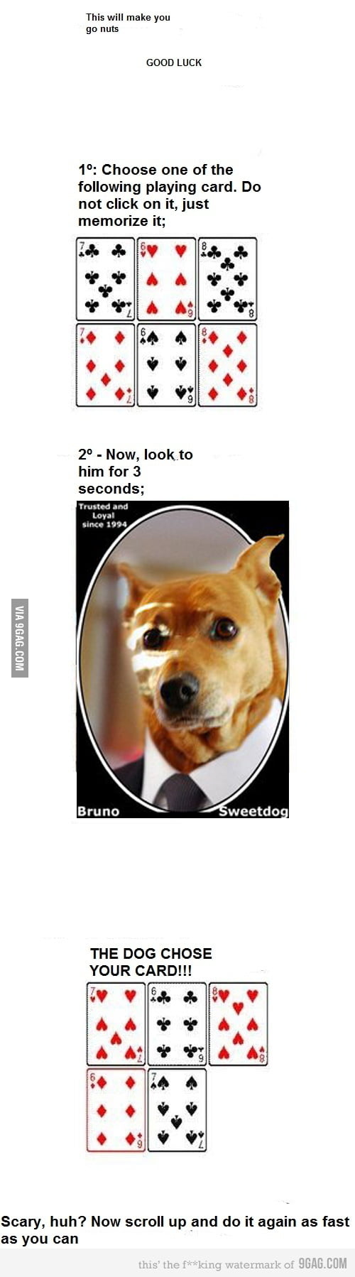Bruno Sweetdog, Magical Hound - 9GAG