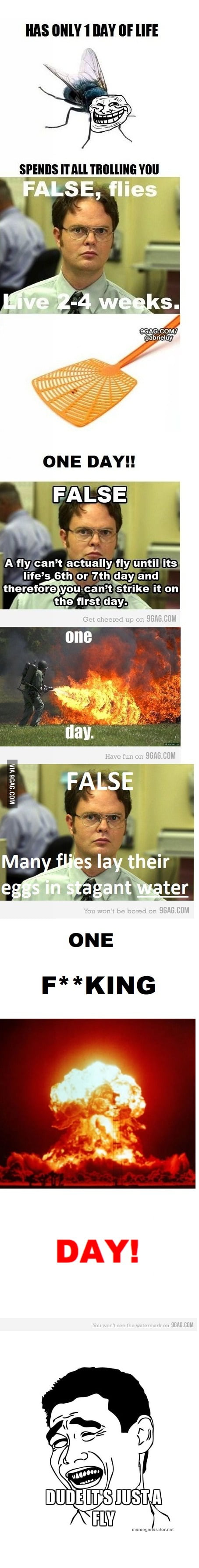 Poor Fly - 9GAG