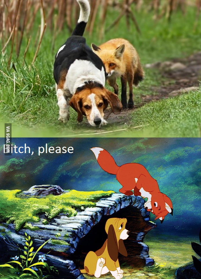Best hunting dog [FIXED] - 9GAG