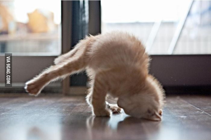 Breakdancing Cat - 9GAG
