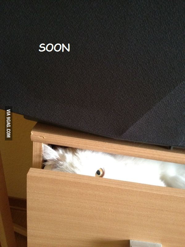 SOON CAT - 9GAG