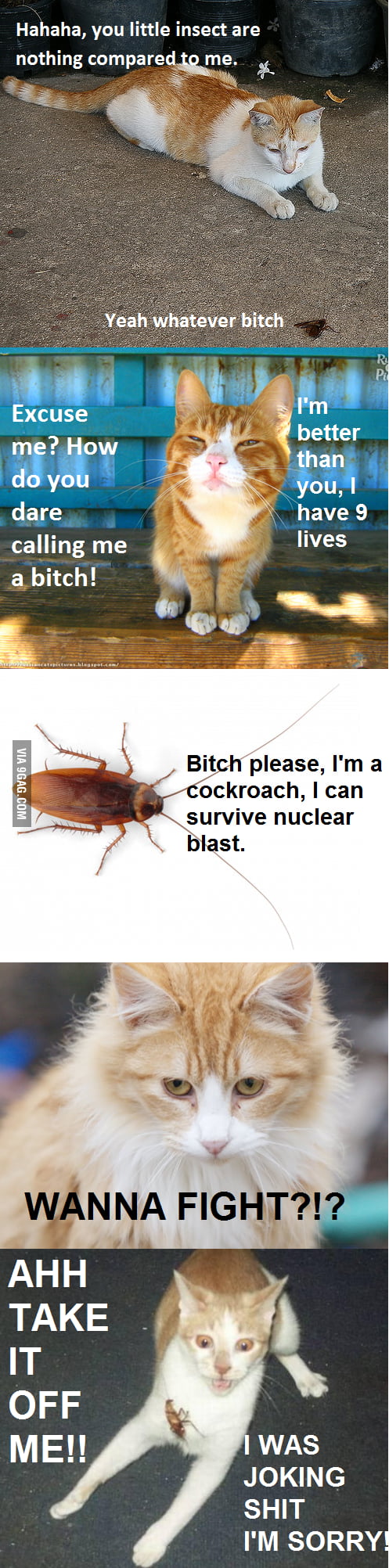 Cat vs cockroach - 9GAG