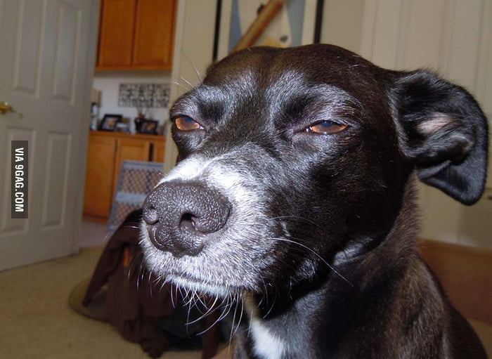 Serious dog is serious - 9GAG