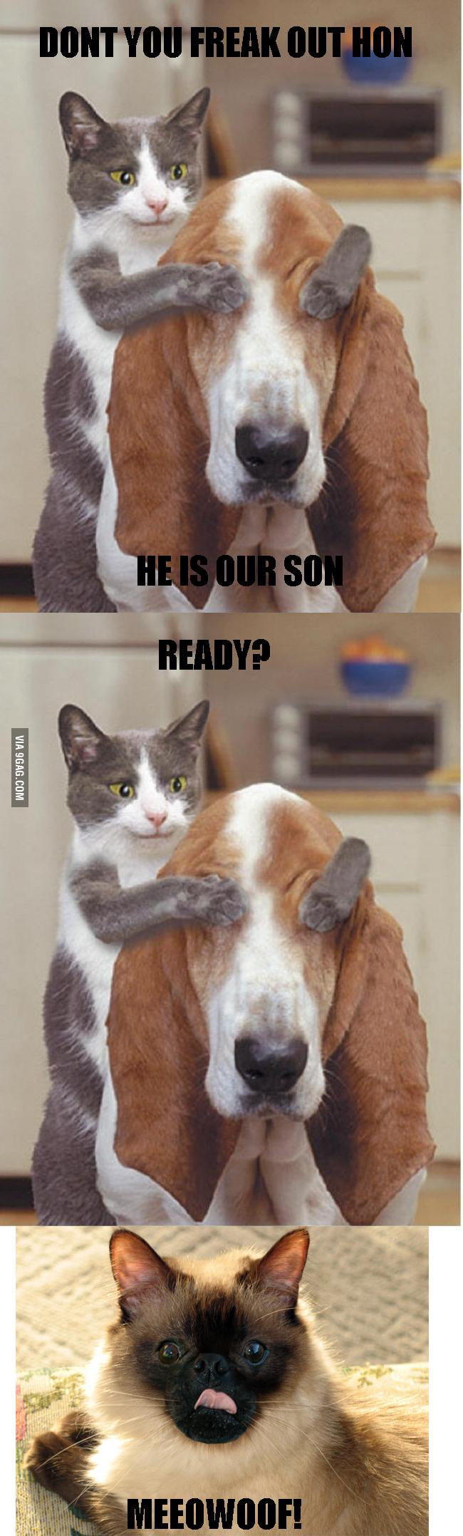 Good Dog, Bad Dog, Cat Dog! - 9GAG