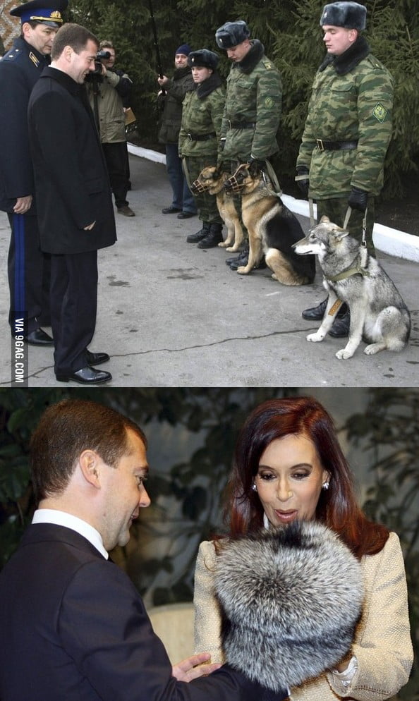 Good dog becomes good hat - 9GAG