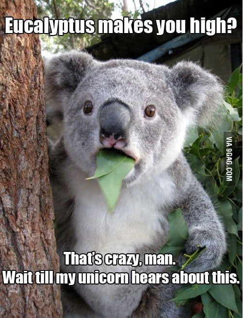 Epic koala is epic - 9GAG