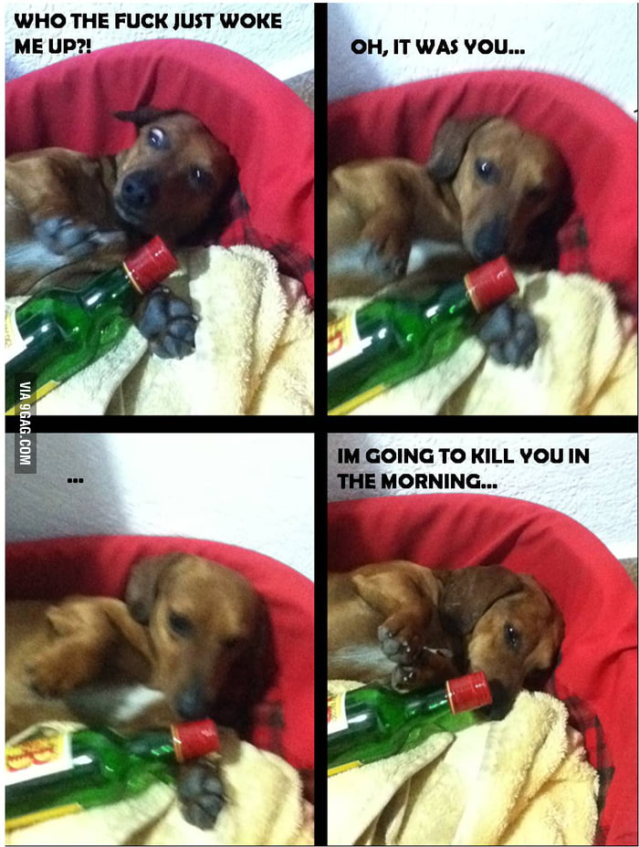 Hangover Dog - 9GAG