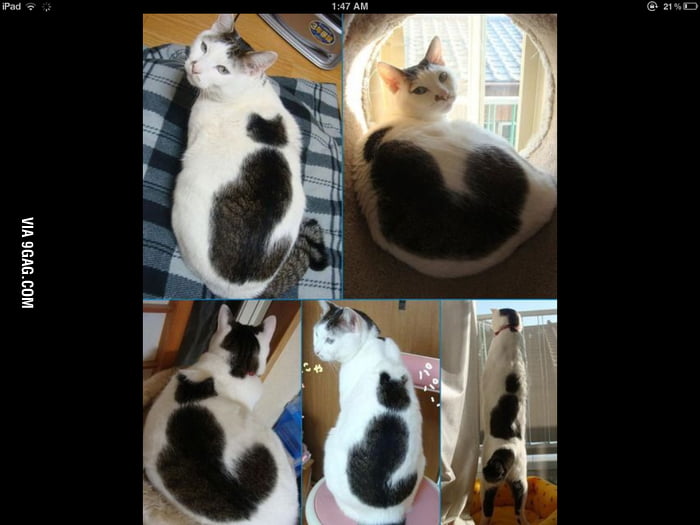 Catception - 9GAG
