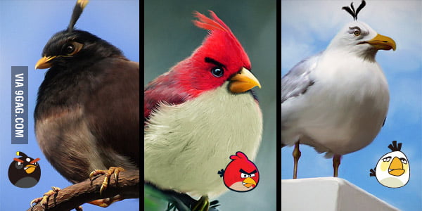 Angry Birds - In Real Life - 9GAG