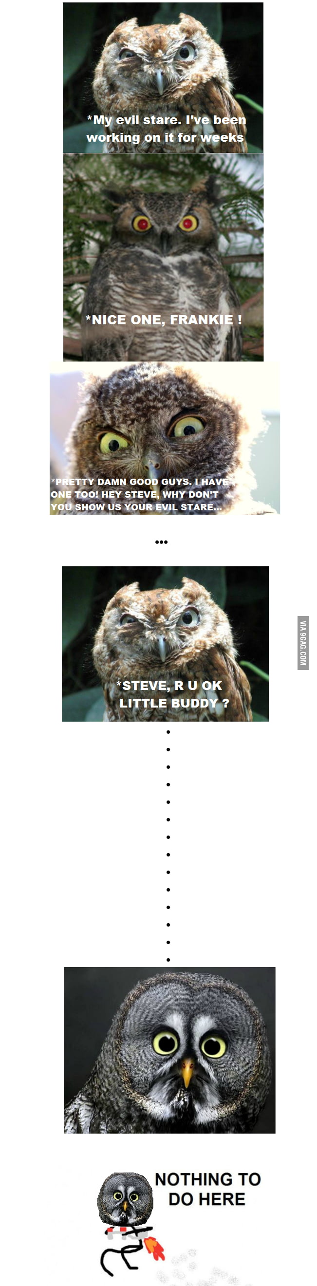 Epic owls ! - 9GAG