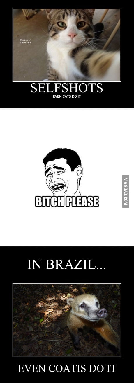 Coati selfshot! - 9GAG