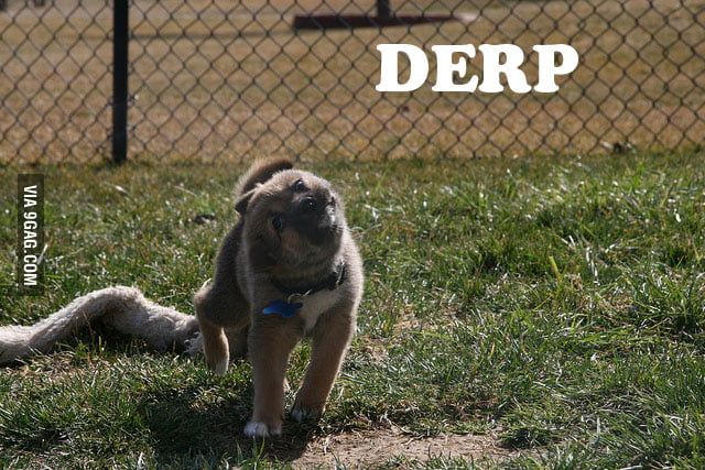 Shiba Inu DERP - 9GAG