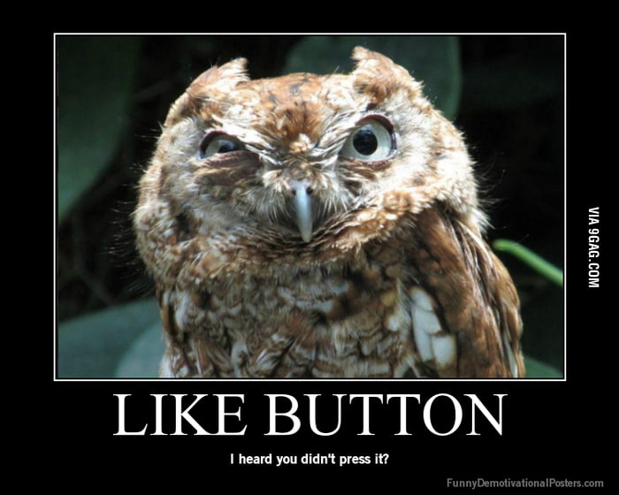 Owl be upset about this! - 9GAG