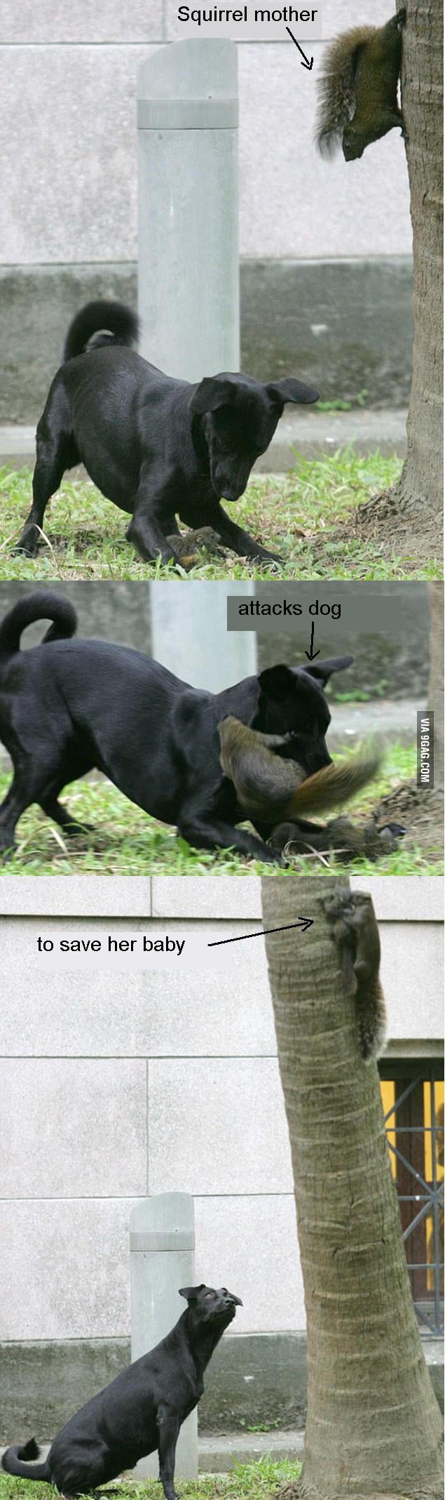 Squirrel vs. Dog - 9GAG
