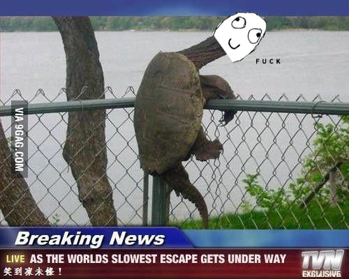 Prison break lvl: turtle - 9GAG