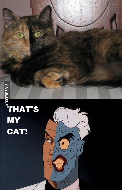 Two faces' cat - 9GAG