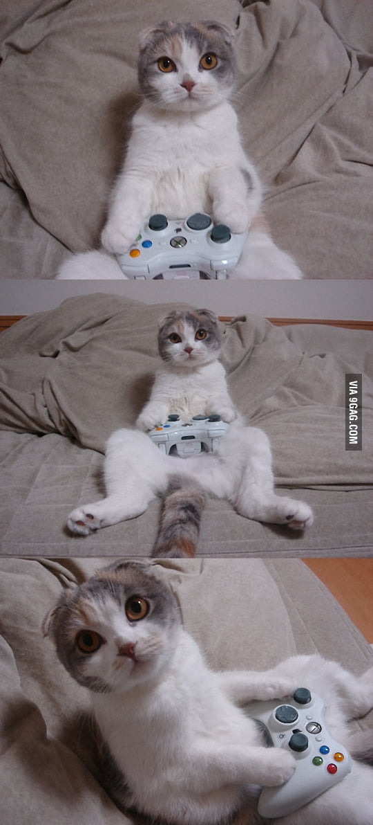 Xbox Cat - 9GAG