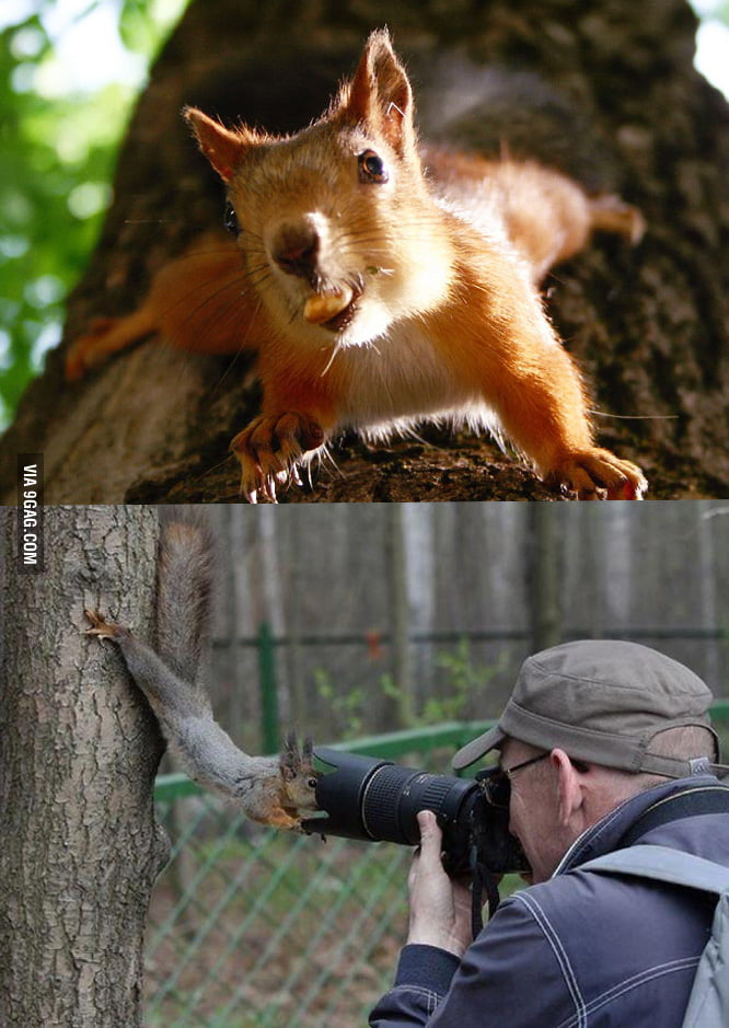 Squirrel - 9GAG