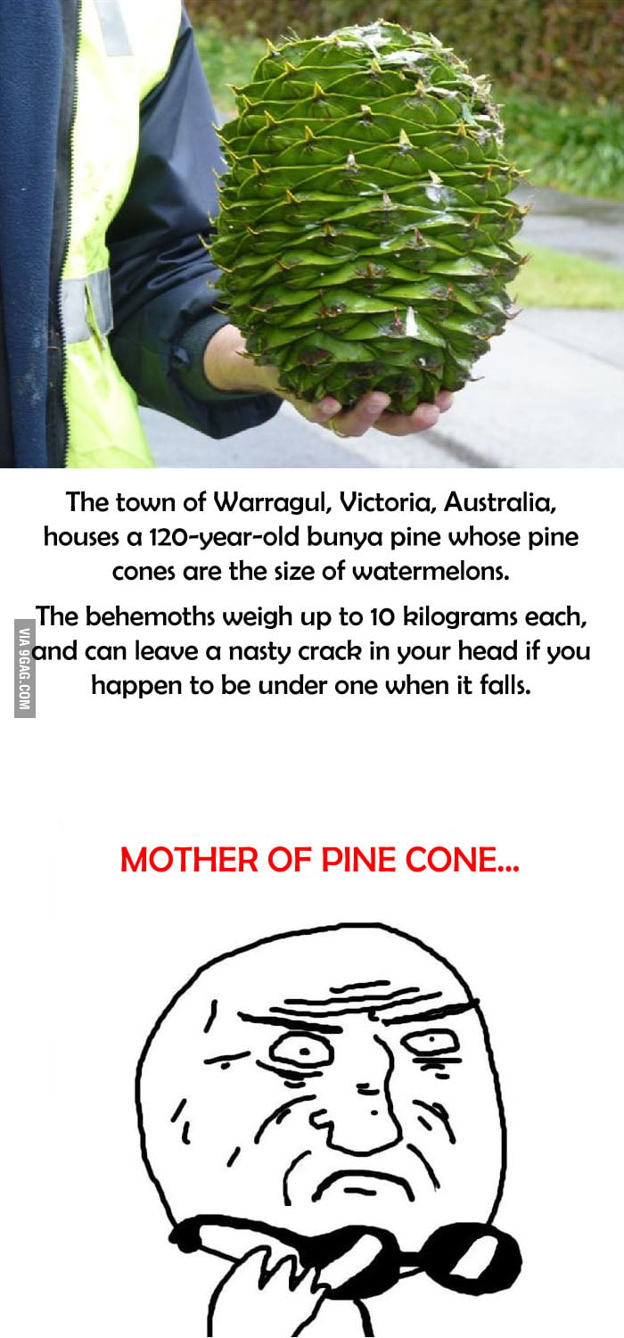 Mother of Pine Cone... - 9GAG