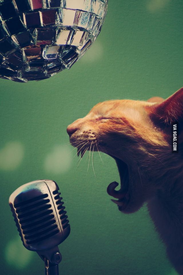 Singer Cat - 9GAG