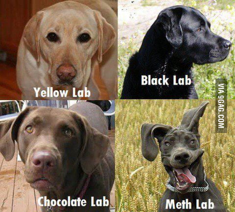 Different types of labs - 9GAG