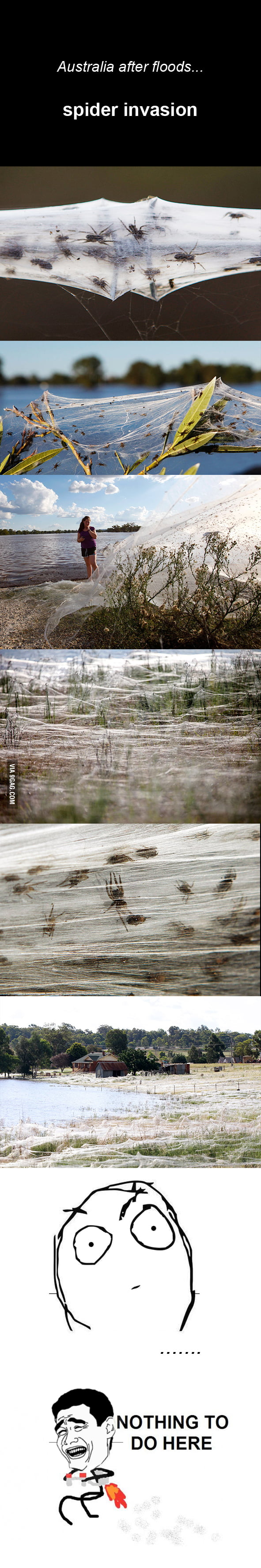 Australia spider invasion.... - 9GAG