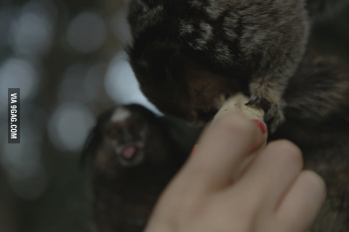 Monkey Photobomb - 9GAG