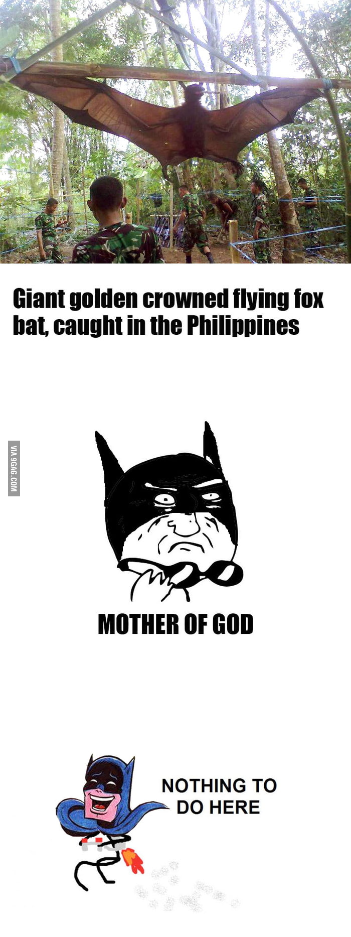 MOTHER OF BATS! - 9GAG
