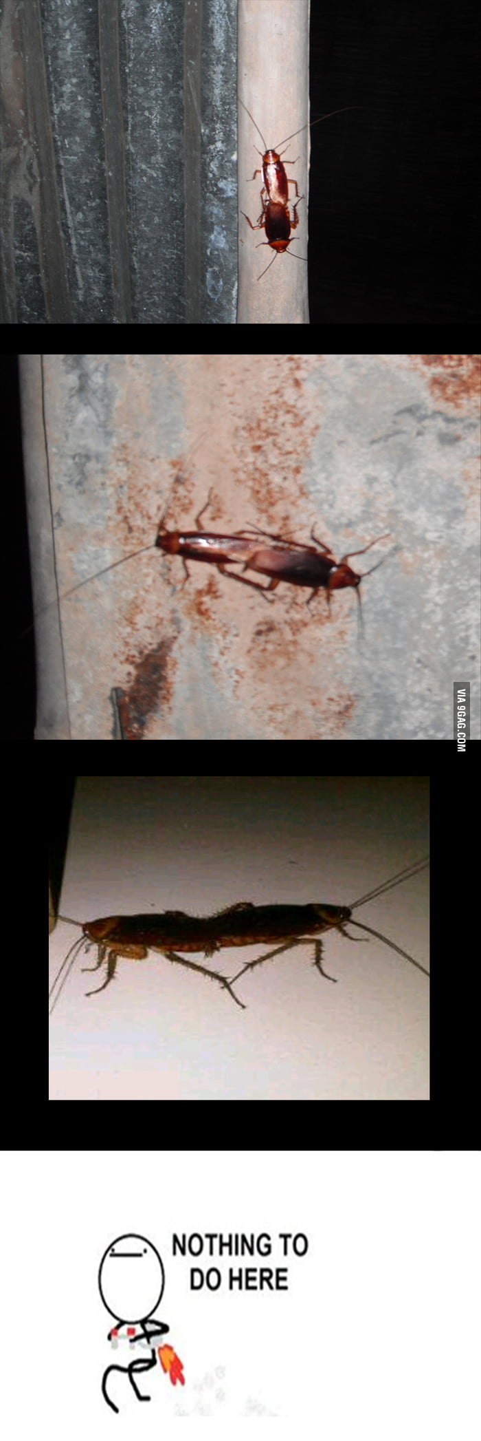 Mutant Cockroaches! - 9GAG