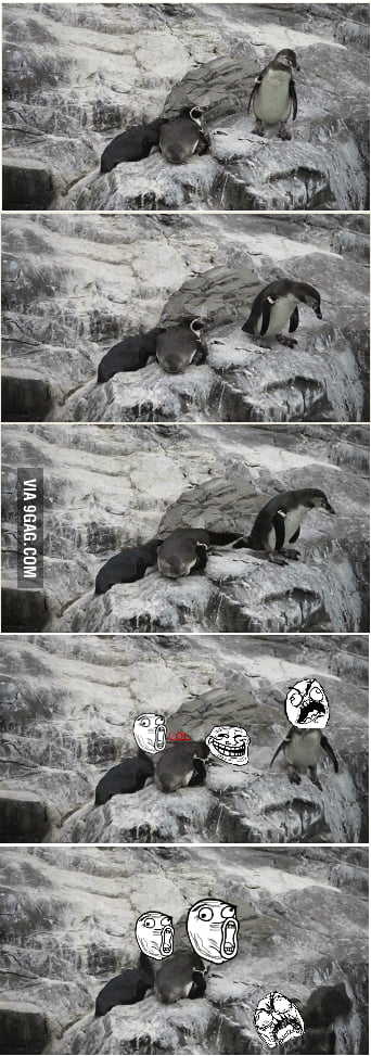 Troll penguin - 9GAG